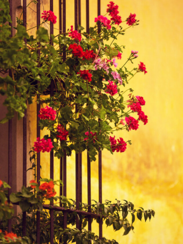 Flowers Name In Spanish Pep Up Home Flowers Name In Spanish Pep Up Home